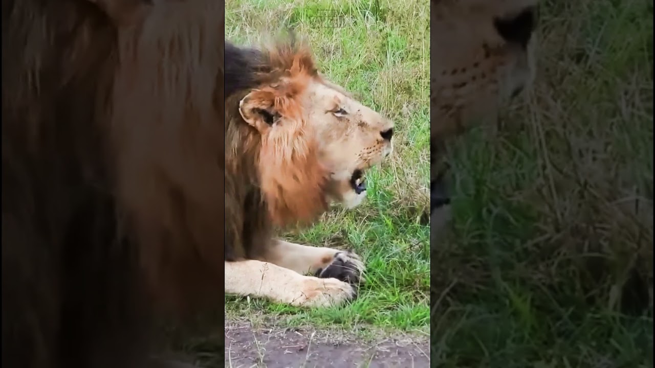 Magnificent Lion Roar Echoes Across The Savanna