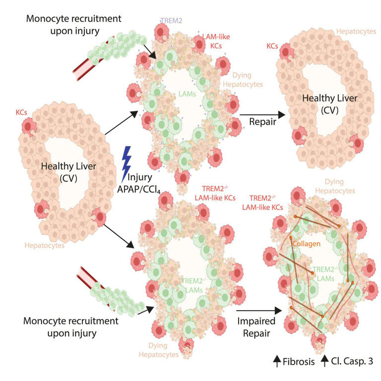 Research reveals how specific types of liver immune cells are required ...