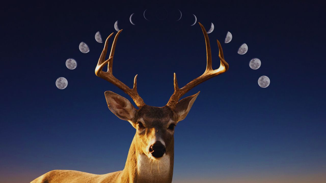 How to Hunt Deer by the Moon’s Phases