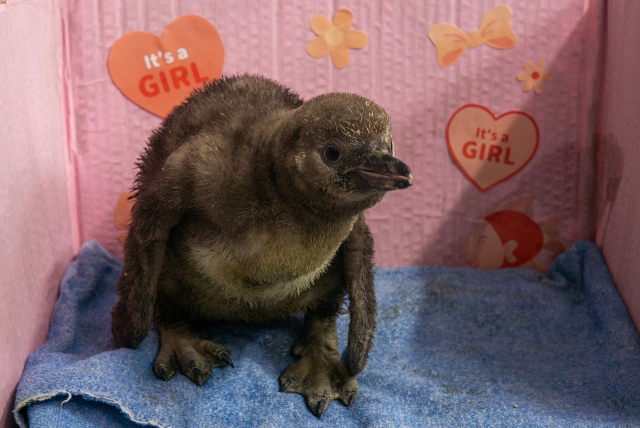 Lincoln Children’s Zoo announces name of Humboldt penguin chick