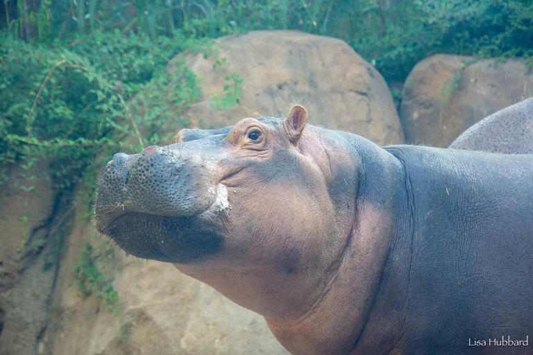 World-famous Fiona the hippo turns 8!