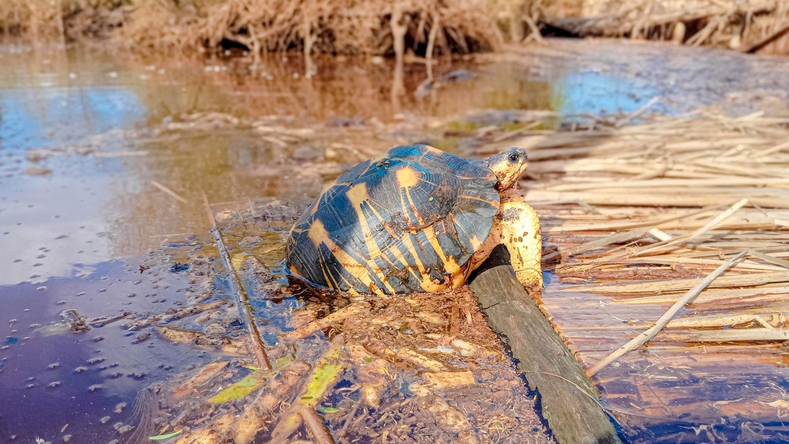 Thousands of endangered tortoises rescued after floods