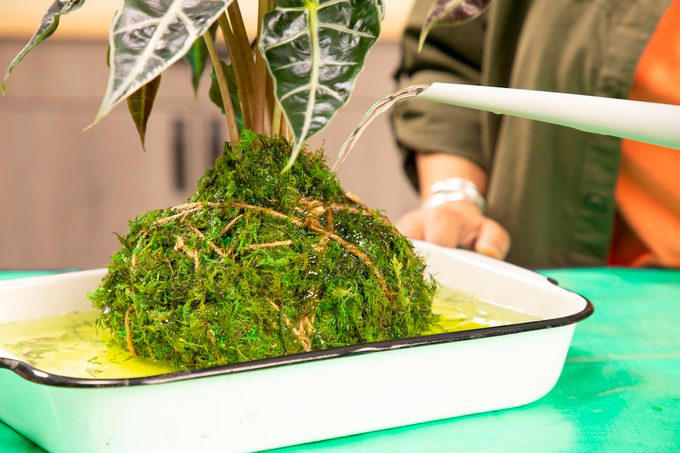 Make a Kokedama Ball Masterpiece for Your Home