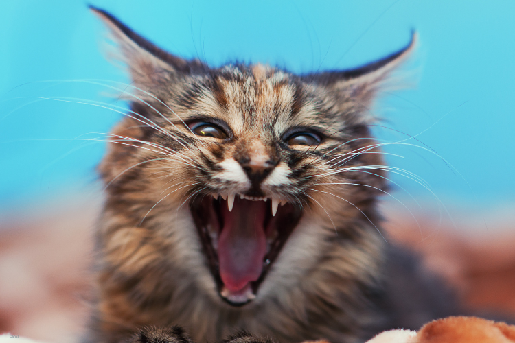 Never Underestimate How Awful Owning A Cat Can Be: Here Are 10 Examples