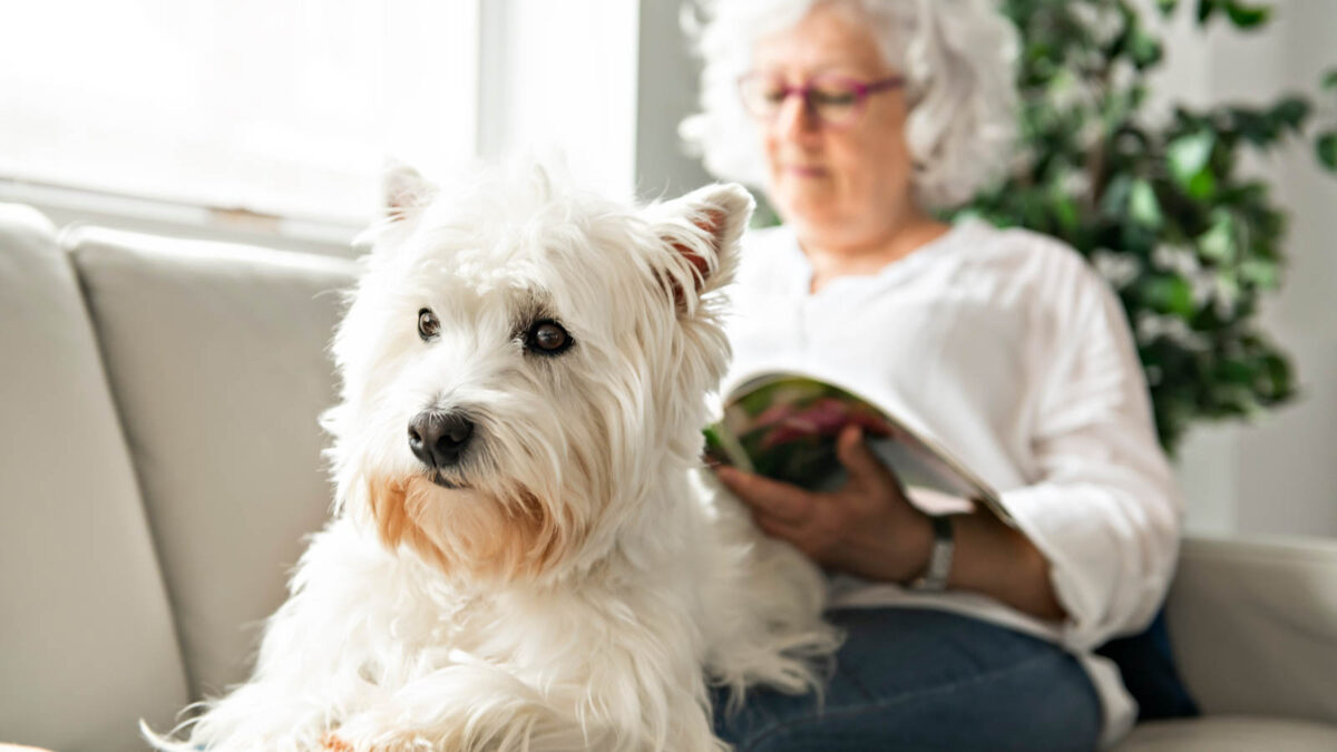 10 Gentle Dog Breeds That Are Perfect For Your Golden Years