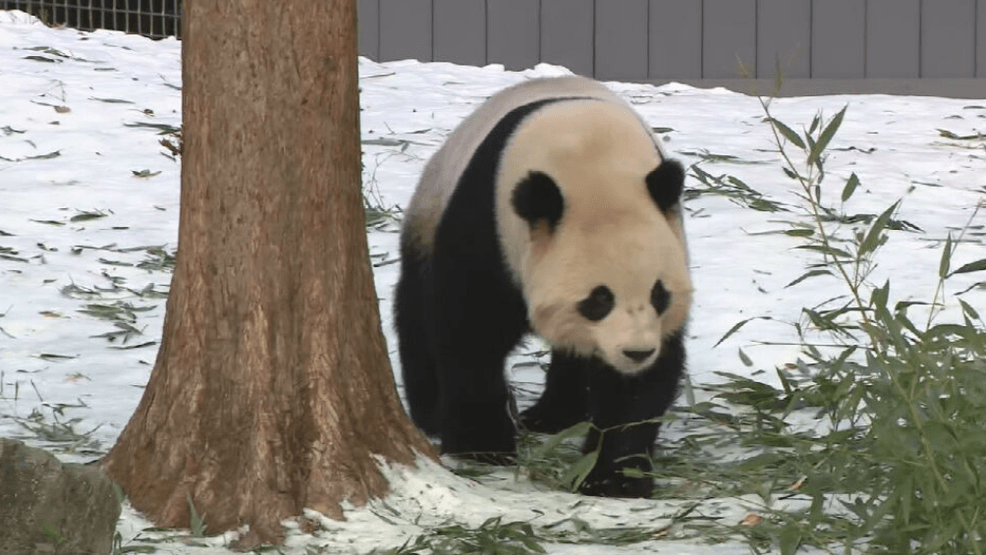 DC's giant pandas make public debut at National Zoo: What to know ...