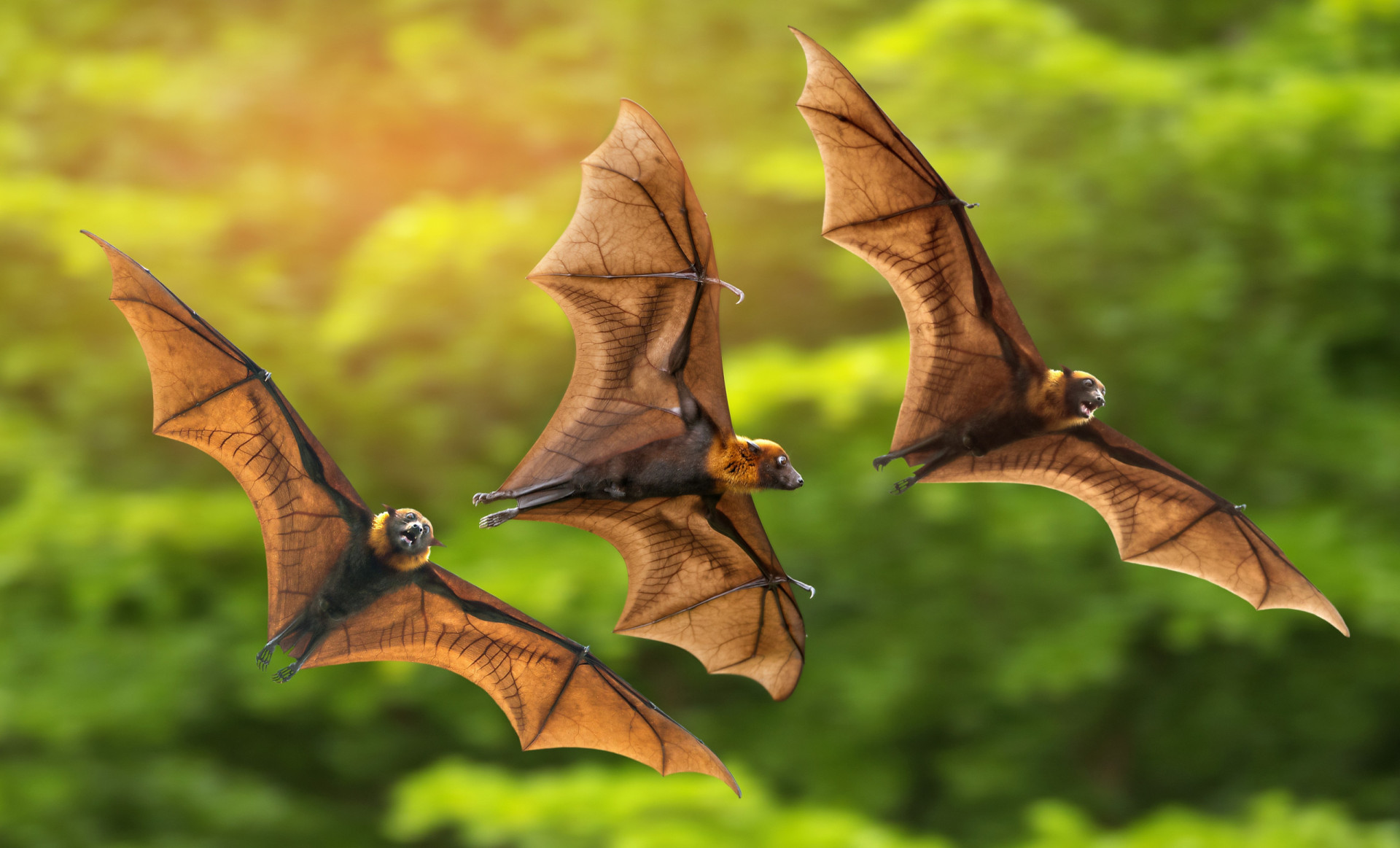 Popular animal myths that you probably still believe