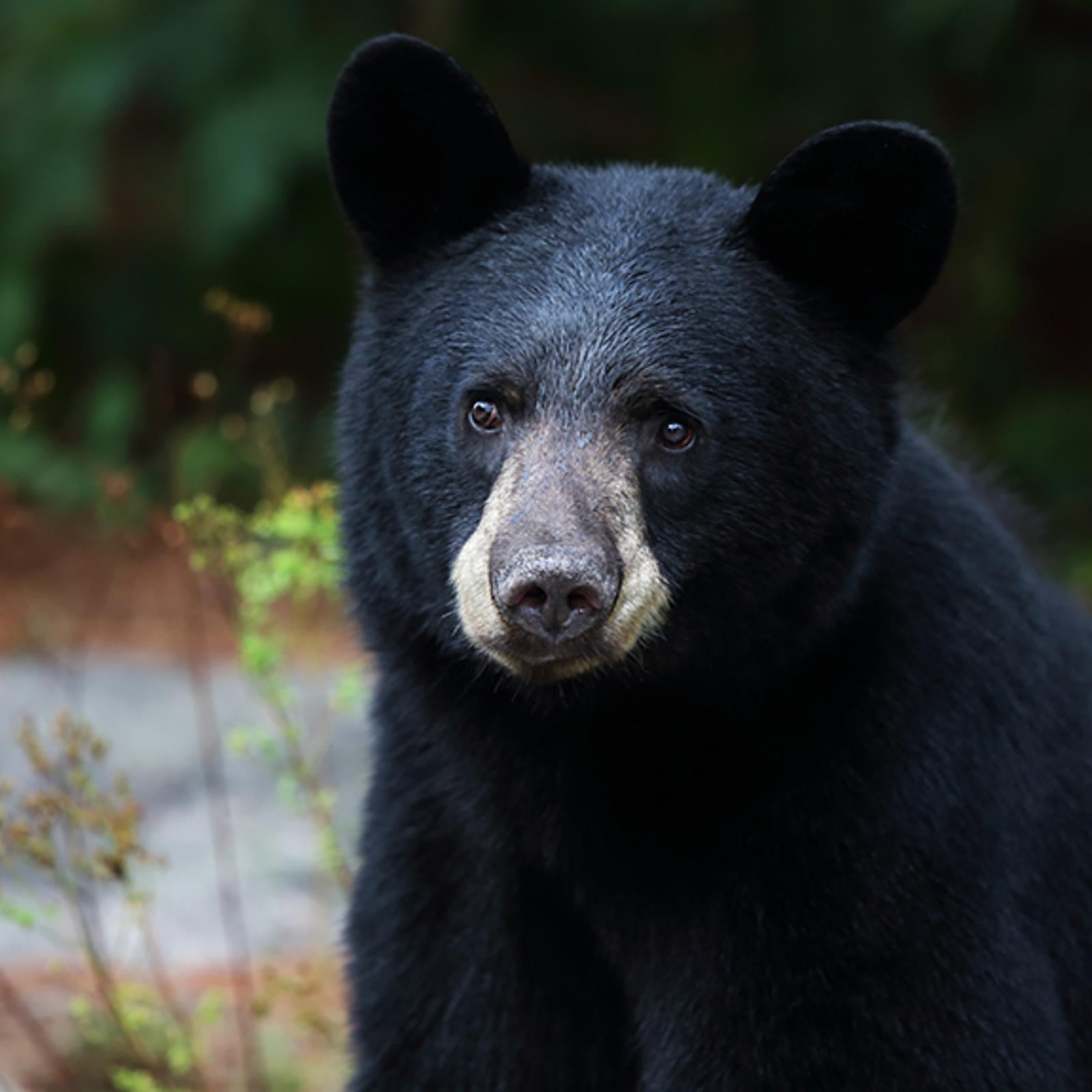 Bear that attacked man in Pennsylvania had rabies, officials say