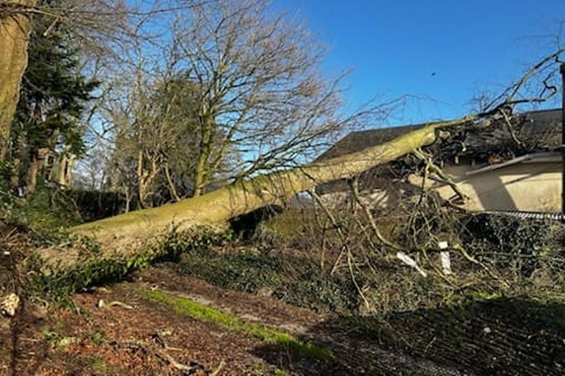 Midnight rescue for Cork family after Storm Éowyn sends tree through house