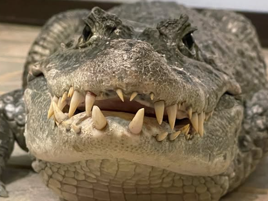 Toronto Animal Services relocates pet caiman 'cutie' to reptile sanctuary