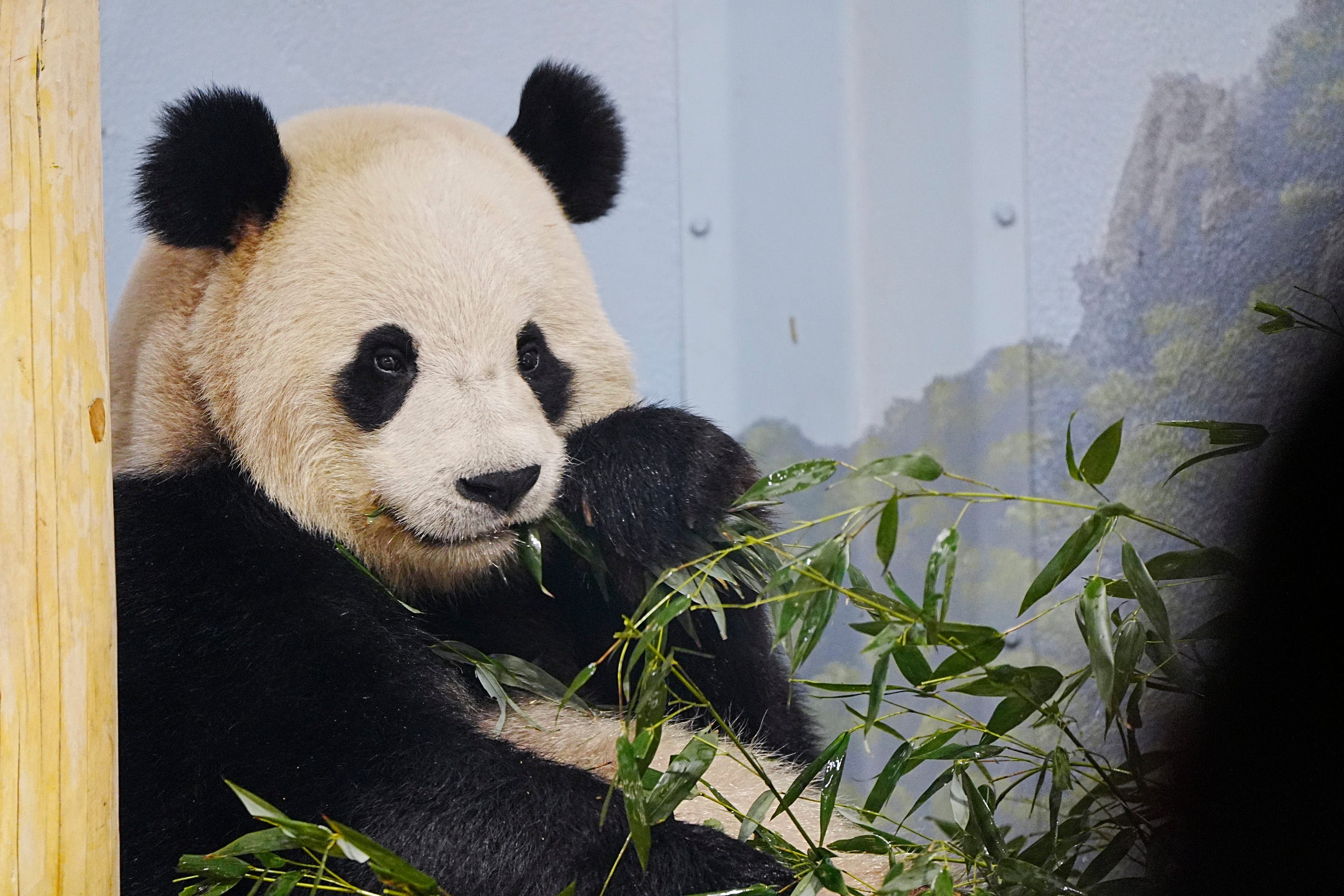 New giant pandas Bao Li and Qing Bao debut at Smithsonian's National ...