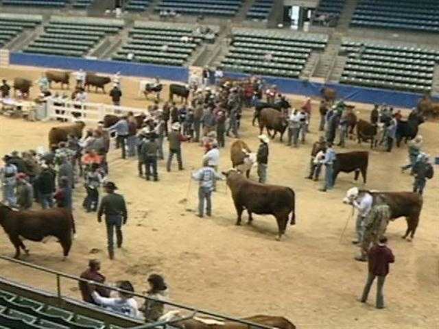 Equine, livestock shows begin ahead of 60th Dixie National Rodeo