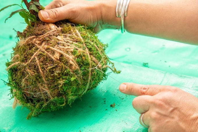 Make a Kokedama Ball Masterpiece for Your Home