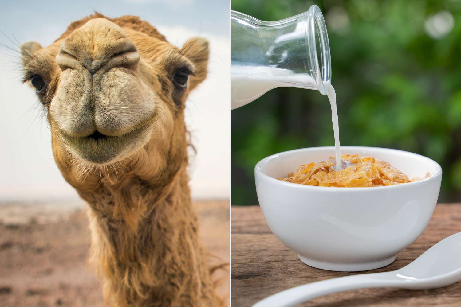 Is Camel Milk the Next Big Dairy Alternative? Experts Say It Has ...