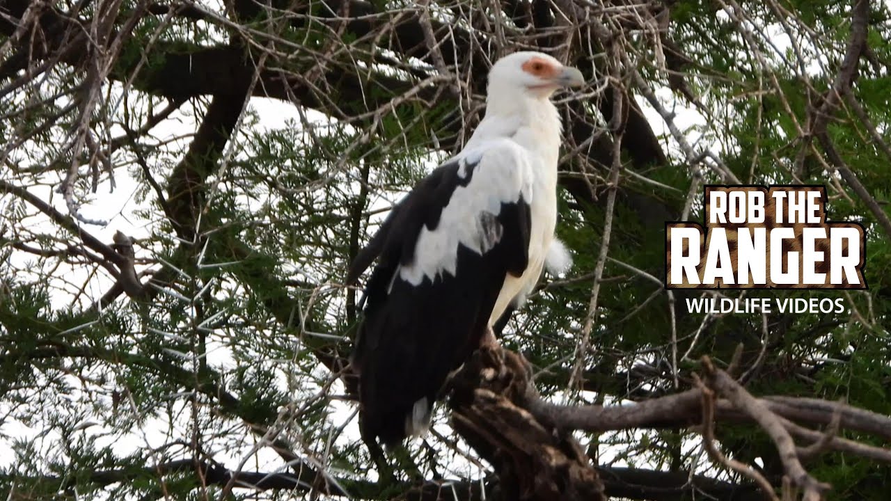 Incredible Palm-Nut Vulture Spotted in Buffalo Springs