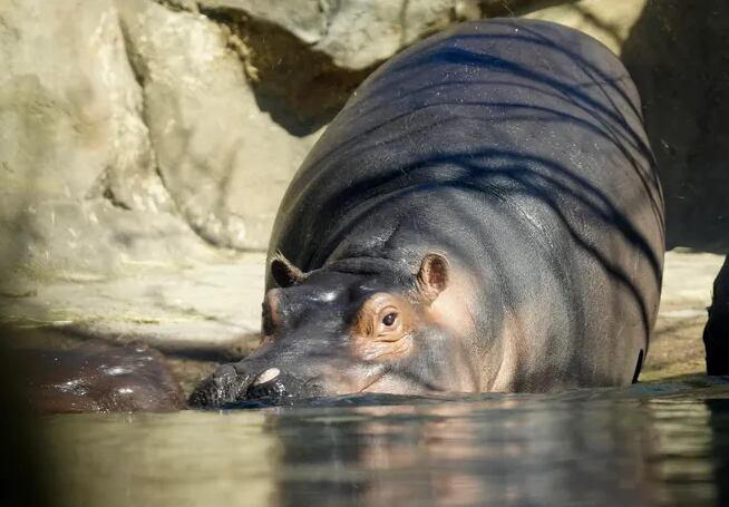 World-famous Fiona the hippo turns 8!