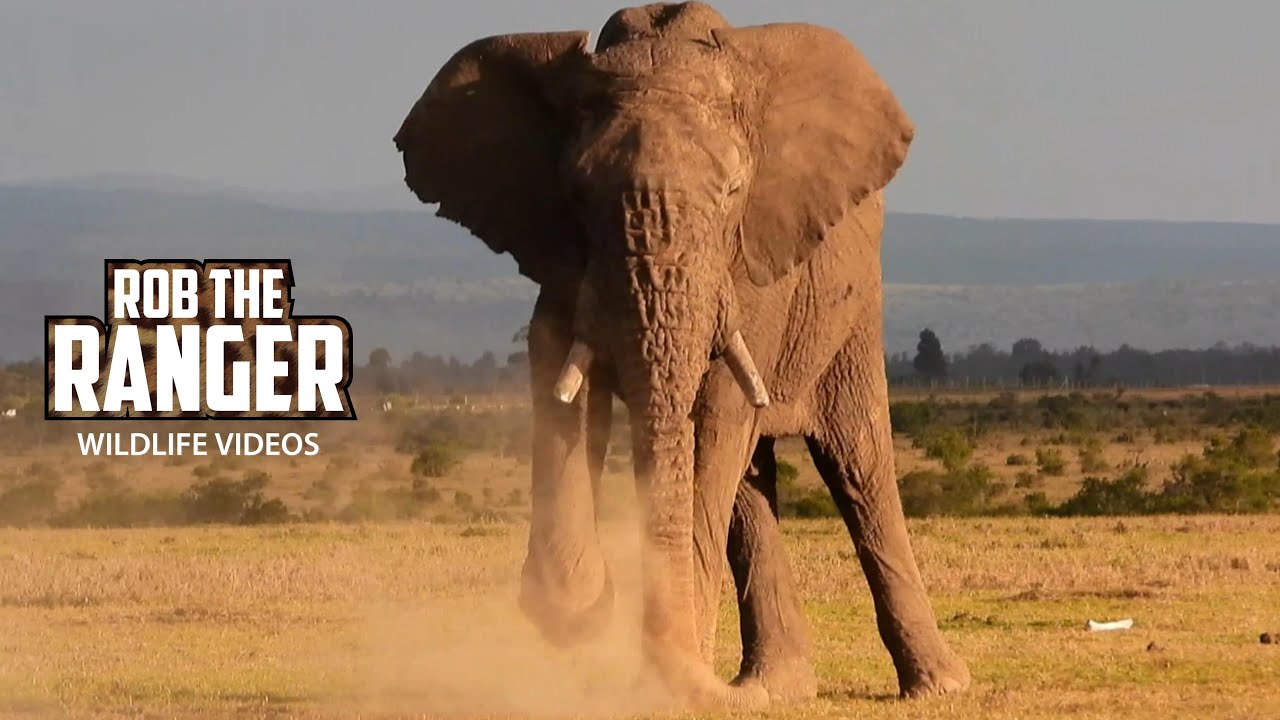 Watch elephant bulls rip up trees in Ol Pejeta safari action