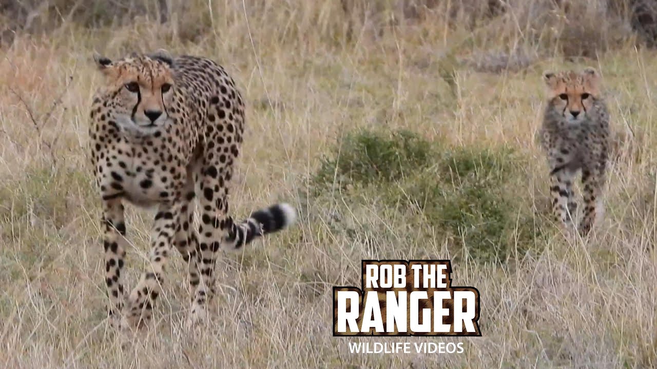 Witness cheetah and cub on the move in Maasai Mara safari