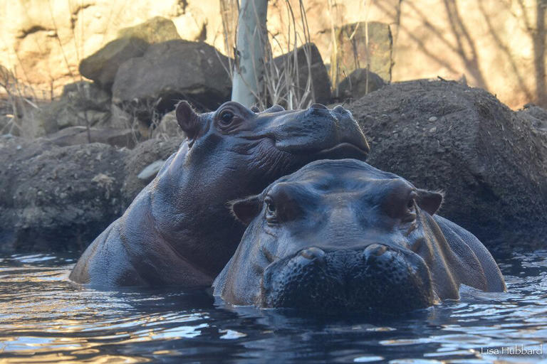 World-famous Fiona the hippo turns 8!