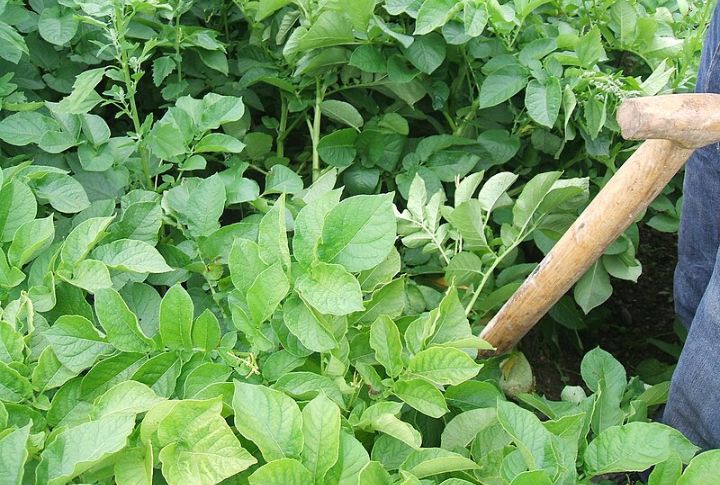10 plants that Native American tribes have cherished for generations