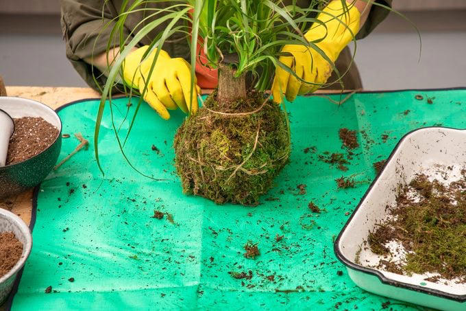 Make a Kokedama Ball Masterpiece for Your Home