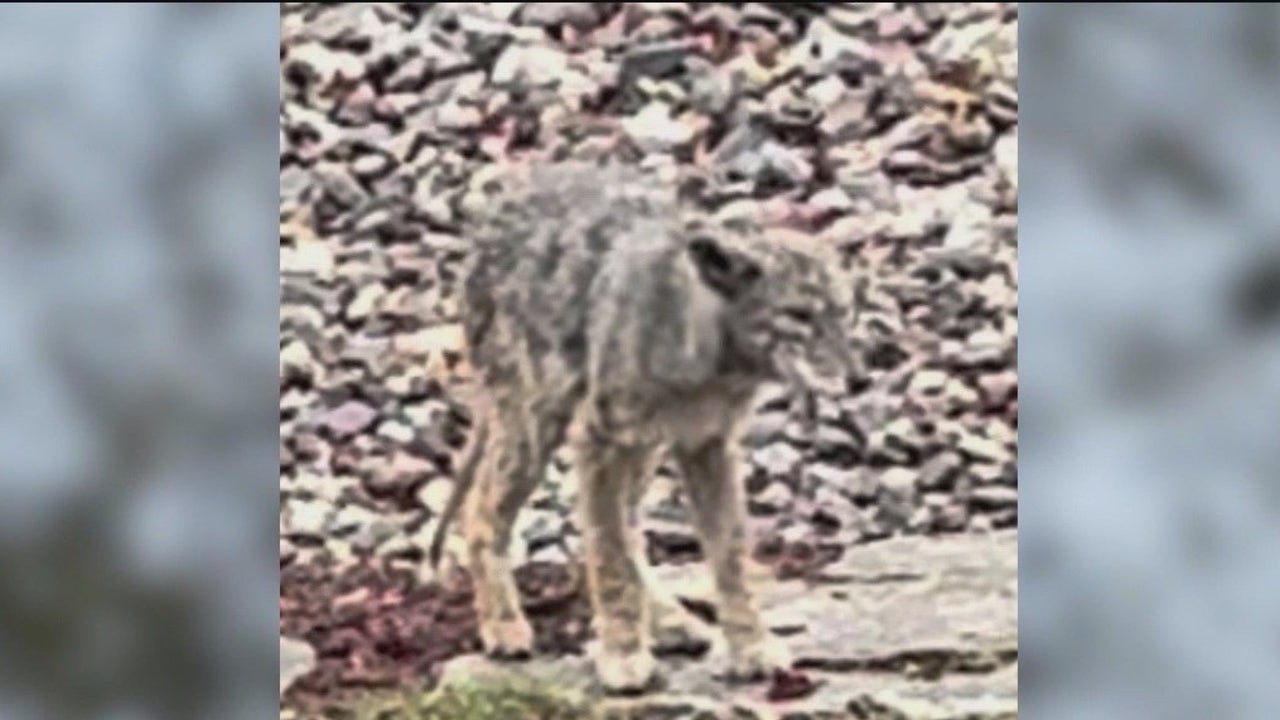 Coyote killing update: 4 teens cited in fatal stomping of animal in ...