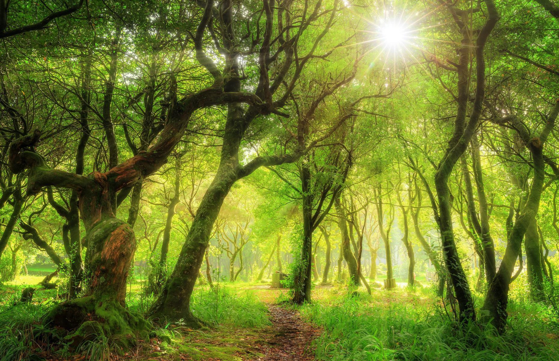 Los 30 bosques más bonitos del mundo que todo amante de la naturaleza ...