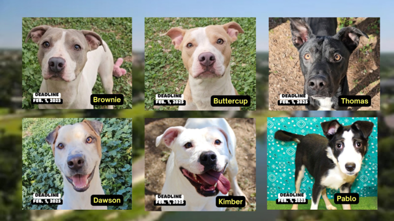 7 dogs left on euthanasia list with days until deadline