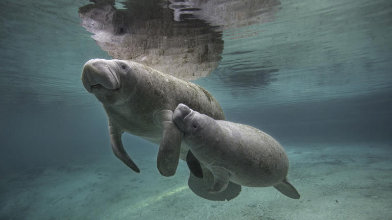 One Of The Best Destinations To View Manatees In Florida Is A Free ...