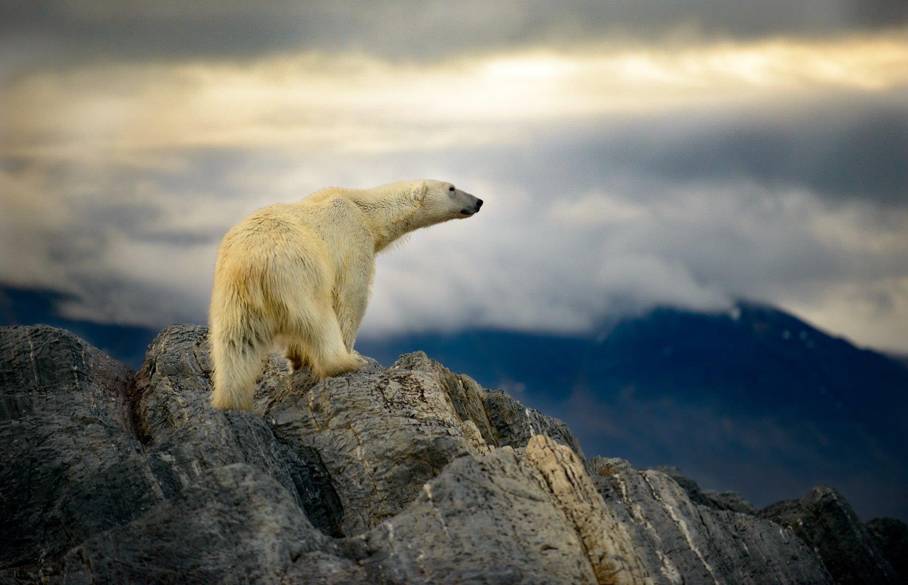 25 Of Europe's Most DANGEROUS Animals, Ranked