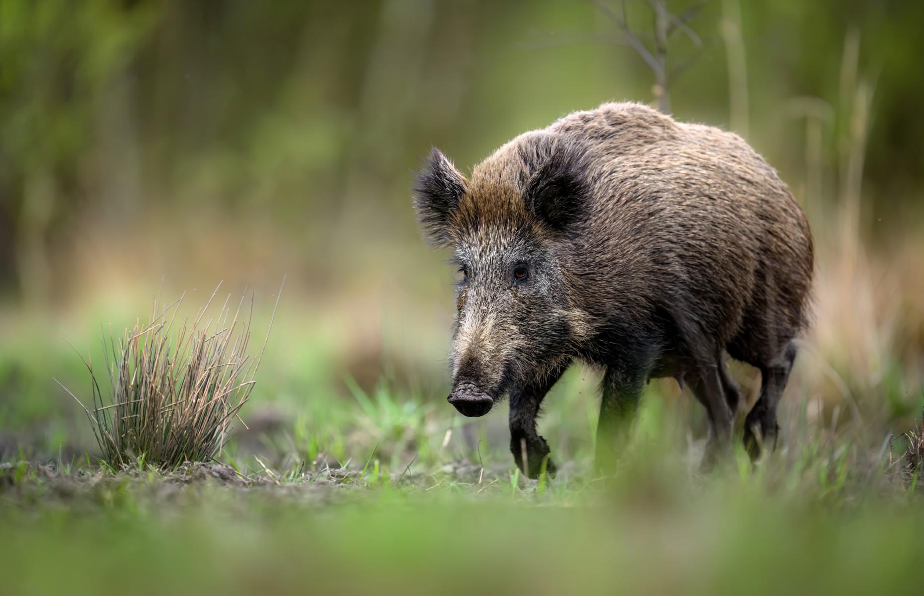 25 of Europe's most dangerous animals you'll want to avoid