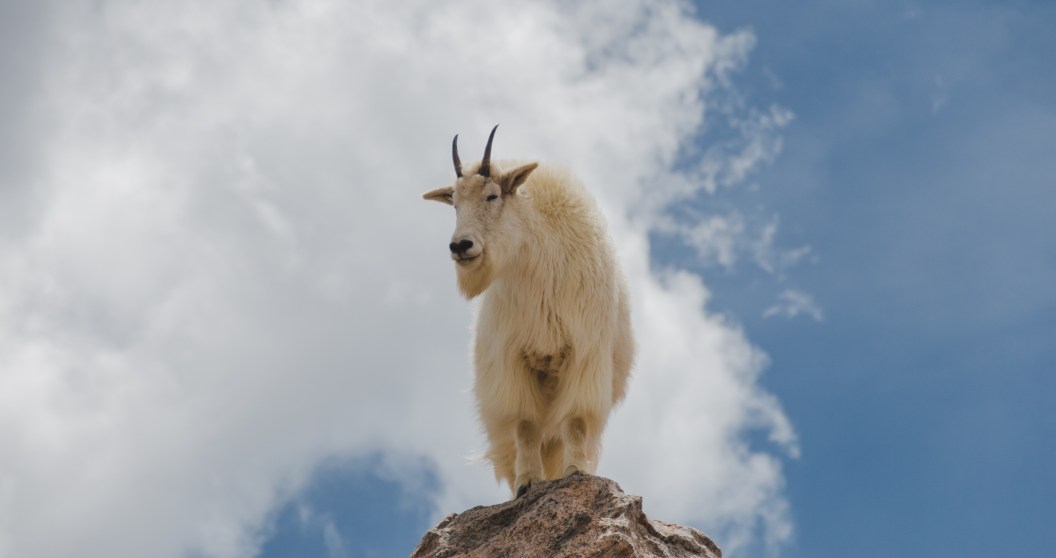 Video Proves That Mountain Goat Attacks May Be Low But Never Zero