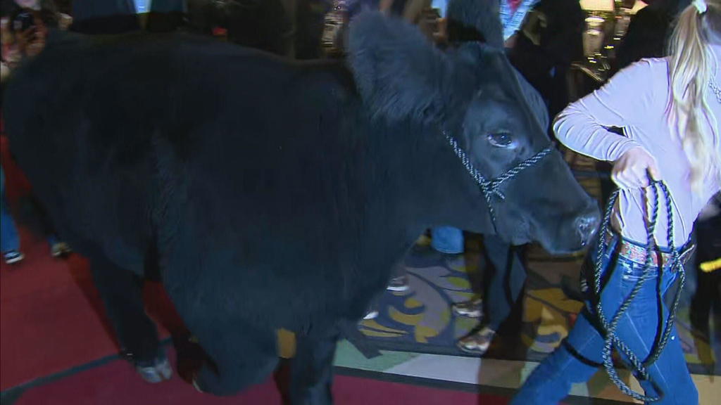 Grand Champion Steer takes red carpet at National Western Stock Show ...