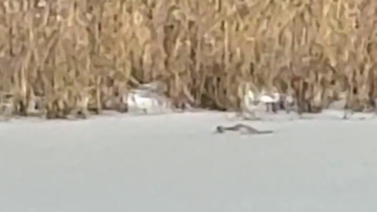 Alligator spotted in frozen South Carolina pond during rare southern ...