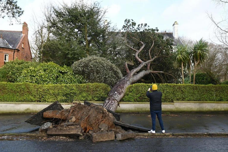 Storm Eowyn video: Tree falls against house in Belfast's Cyprus Avenue ...