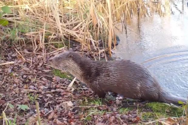 North East nature reserve features on Winterwatch episode
