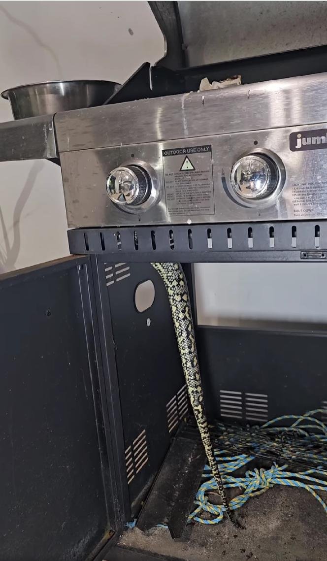 Watch: Snake catcher takes barbecue apart to remove large python