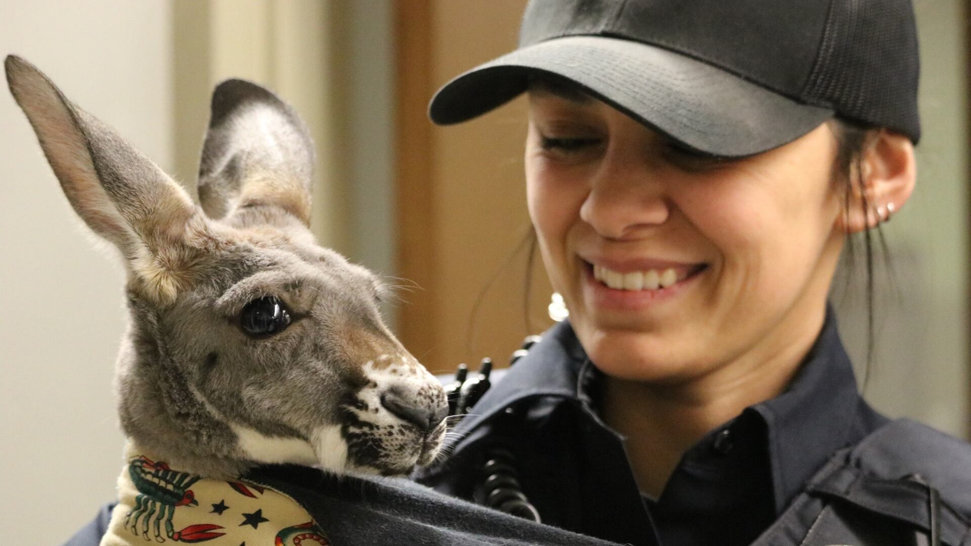 ‘Who says stress relief can’t hop into your life': Kangaroo pays a ...