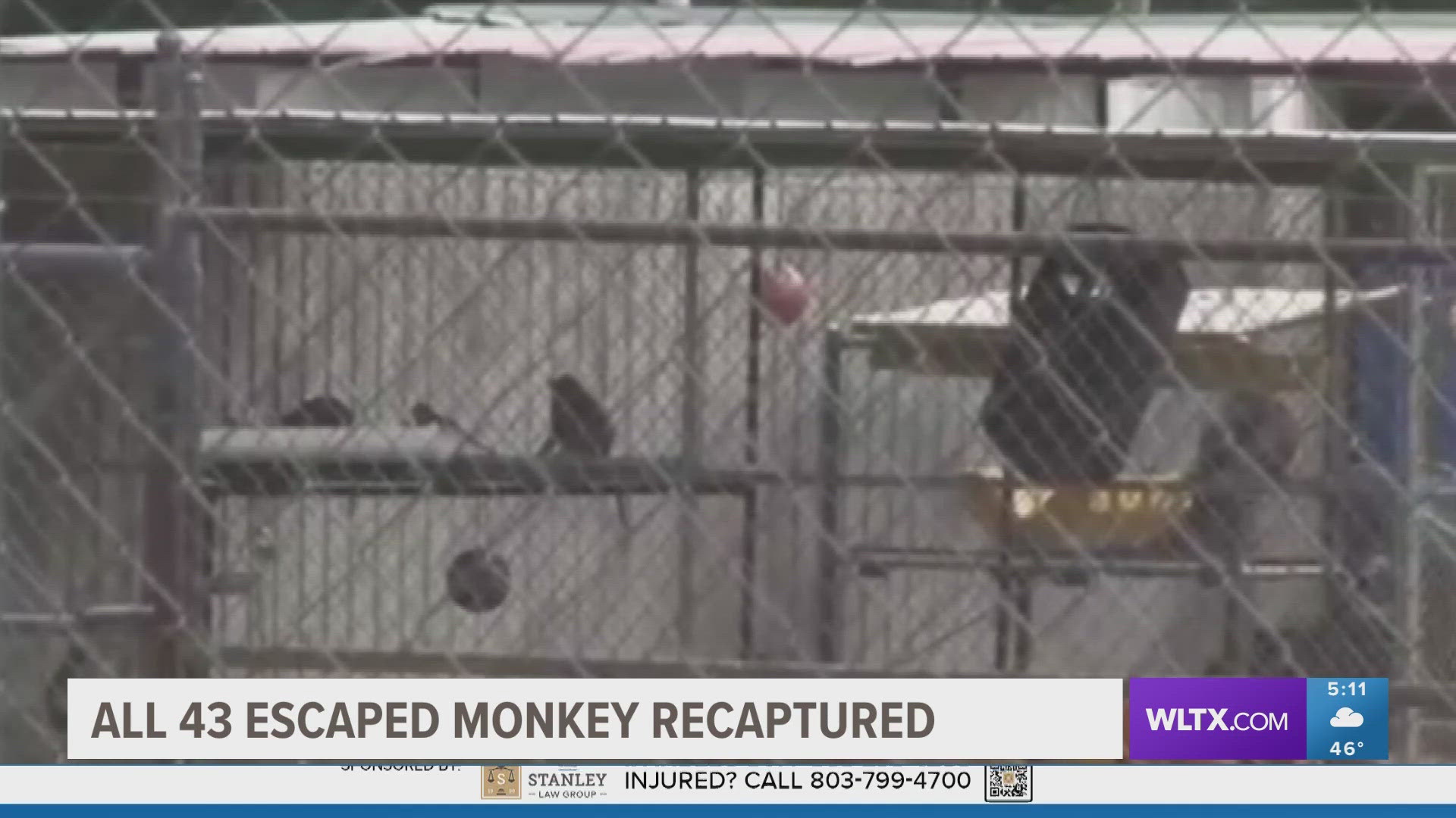 All 43 escaped monkeys from a Yemassee research facililty captured