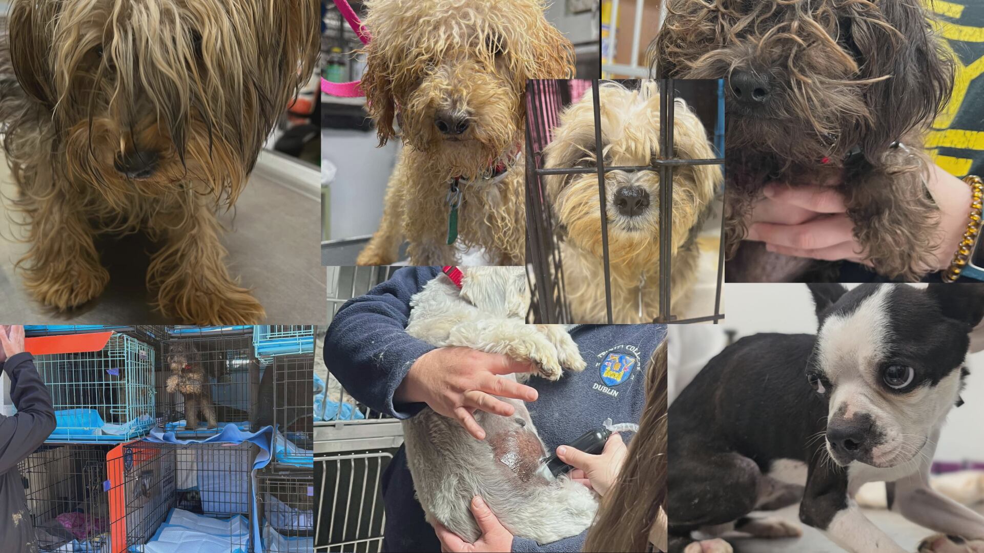 136 neglected dogs seized from Southeast Georgia Breeder; Owners ...
