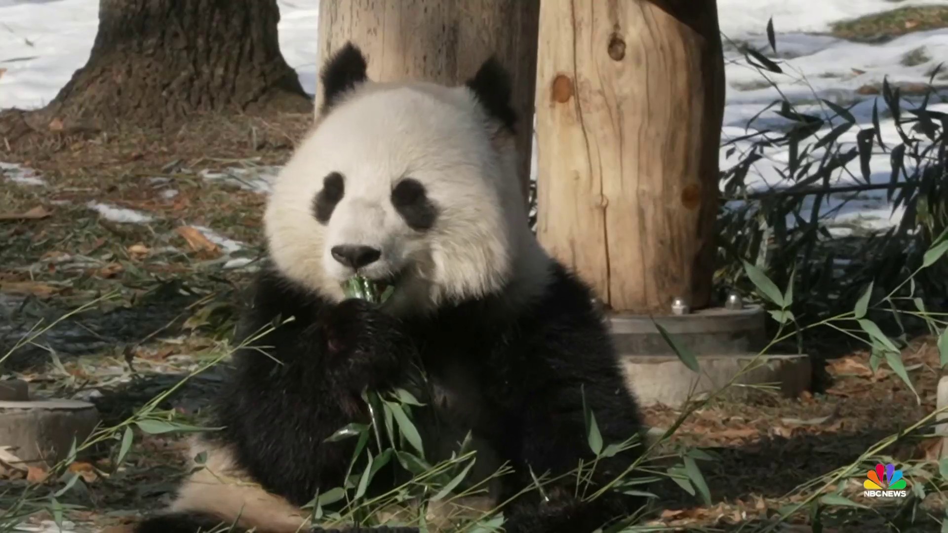 Newest pandas make their public debut at Smithsonian National Zoo