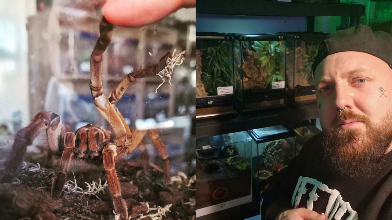 "I live with over 1,000 spiders"