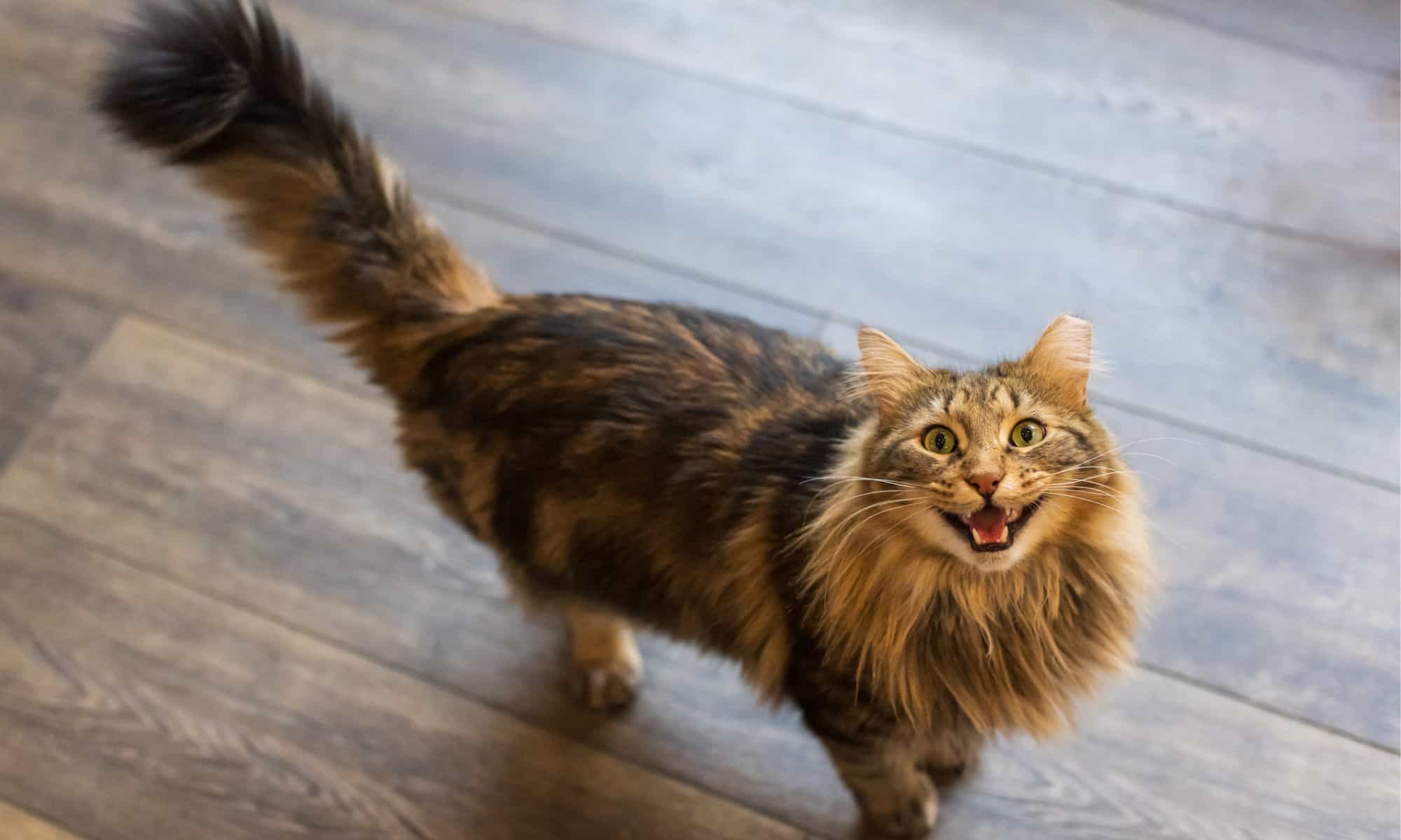 The Unique Language of Cats: Meowing Explained
