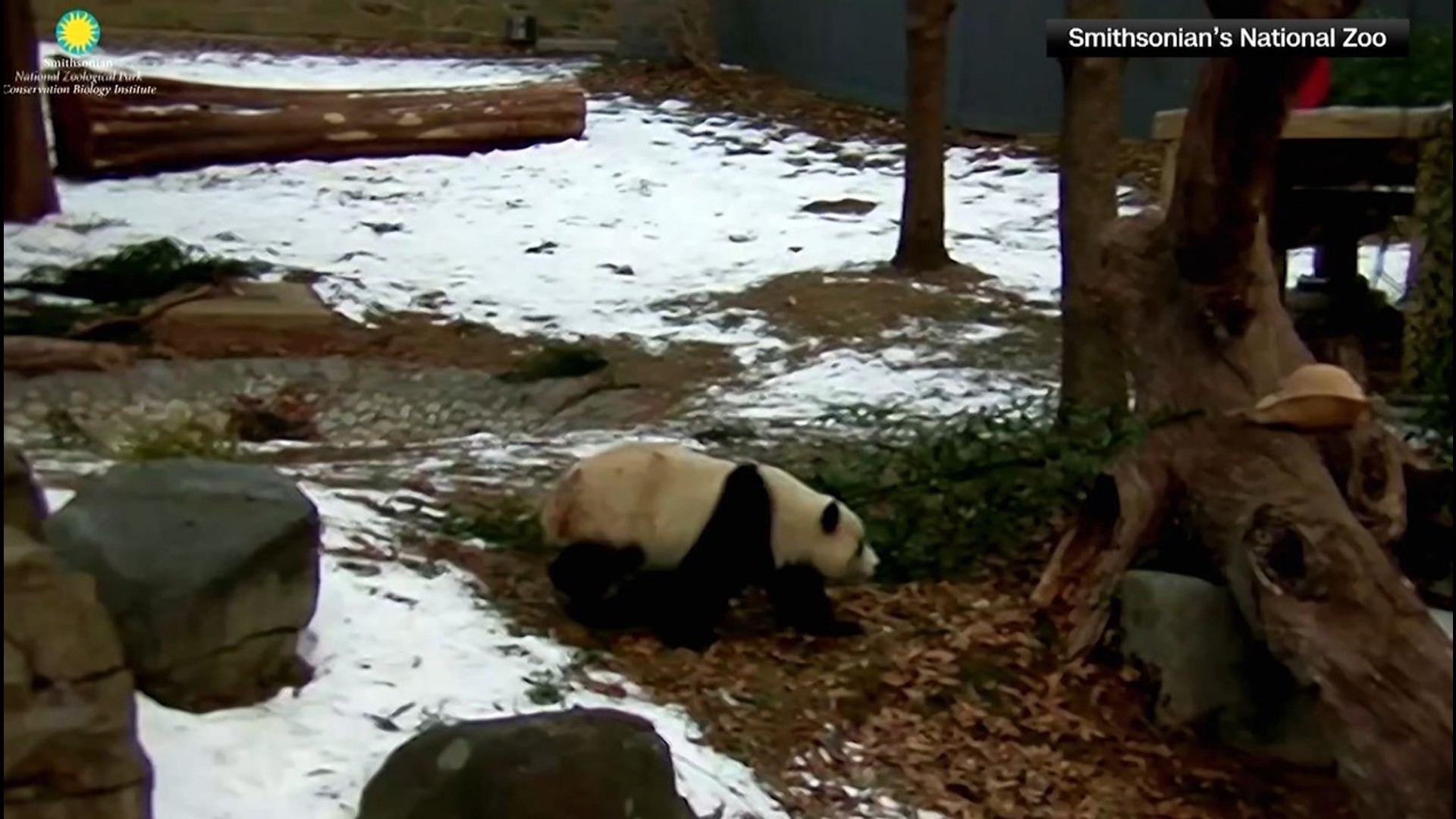 Giant Panda Cam unveiled at National Zoo