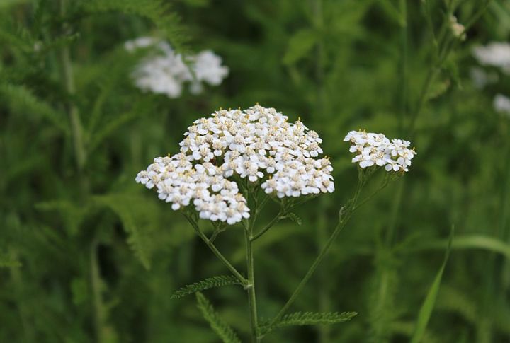 10 plants that Native American tribes have cherished for generations