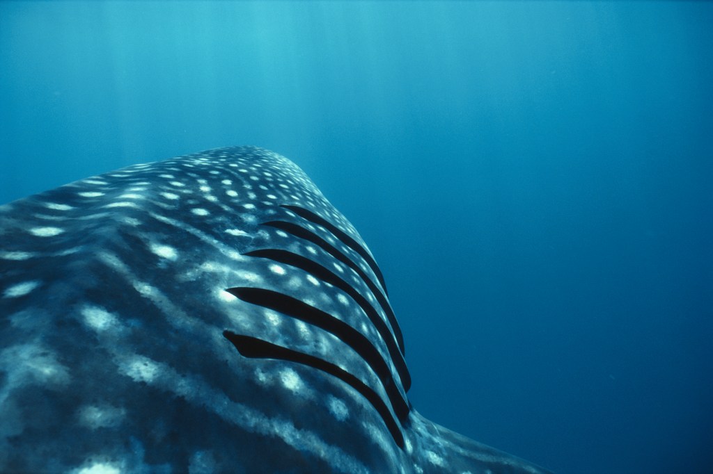 New study discovers a human body part evolved from fish