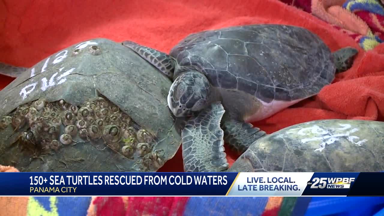 150+ sea turtles rescued from cold waters in Panama City