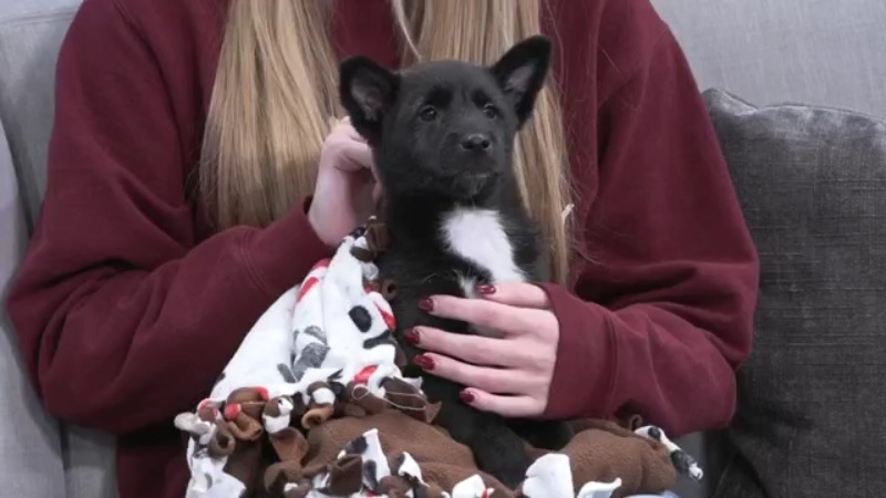 Midday Pet Connection | Latest adoptions & news from the Humane Society ...