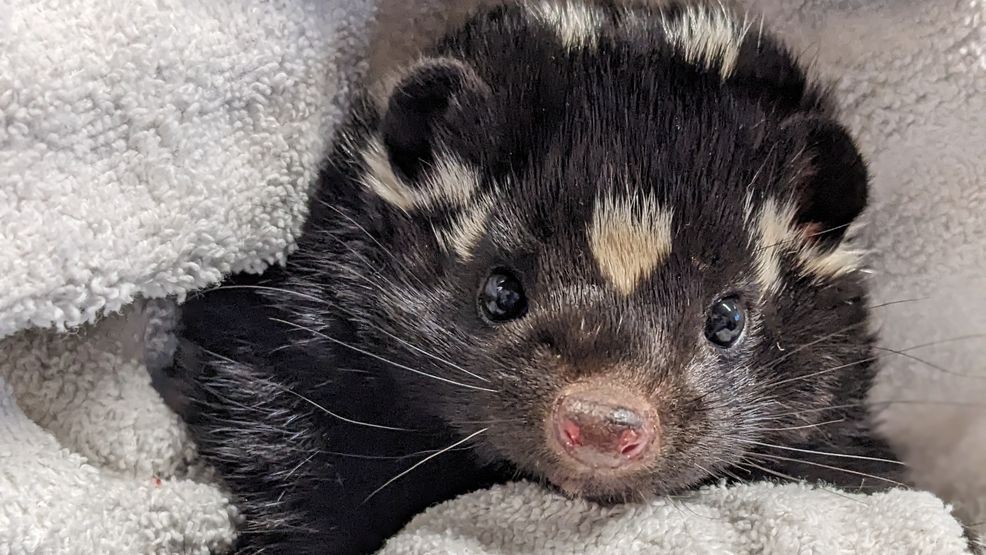 Rare skunk species taken in by Southwest Virginia Wildlife Center for ...