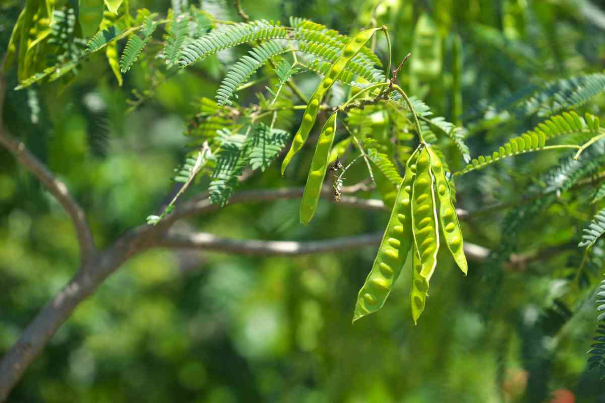 Qué es el guaje, una vaina prehispánica con muchos nutrientes